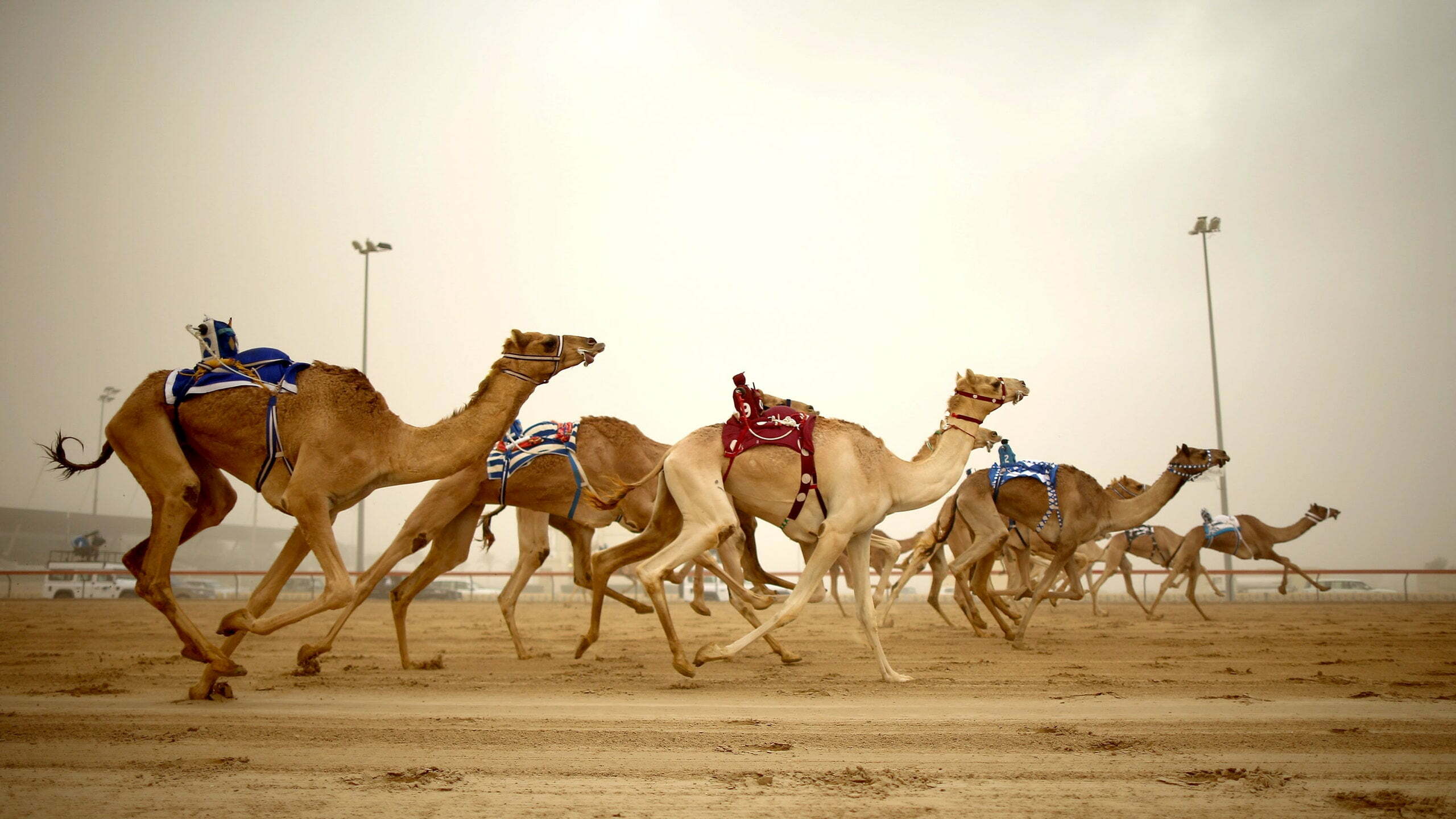 Expo 2020 Dubai sponsors Camel Racing Festival 2022 - TechX Pakistan
