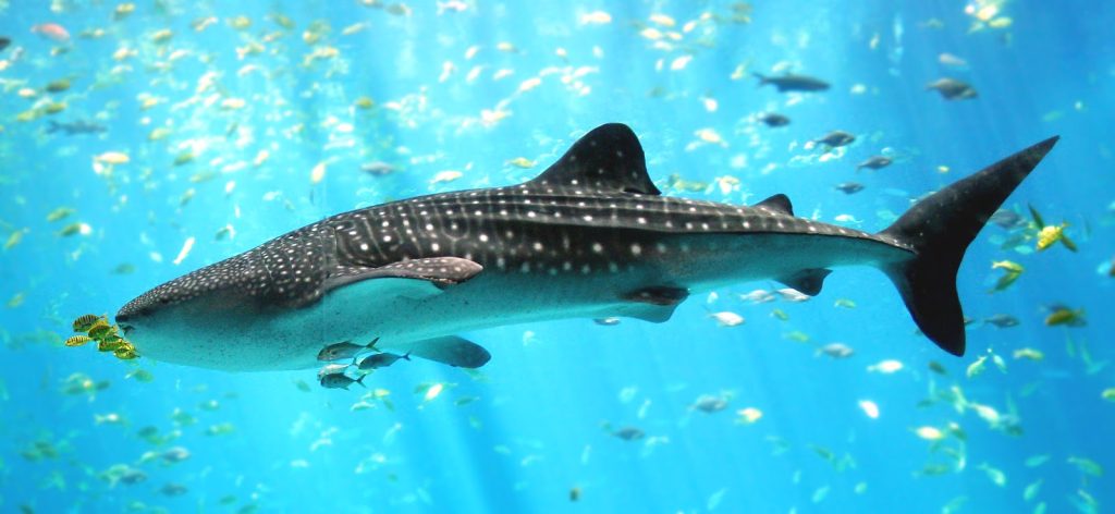 Rare whale shark seen swimming near Karachi’s Charna Island - TechX ...